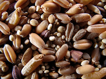 Sprouts & Microgreens Recipes – Sproutpeople