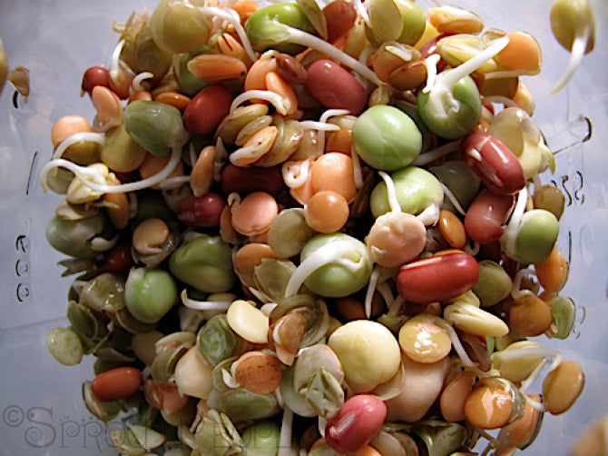 Spiced Sprouted Beans in Mustard Sauce – Sproutpeople