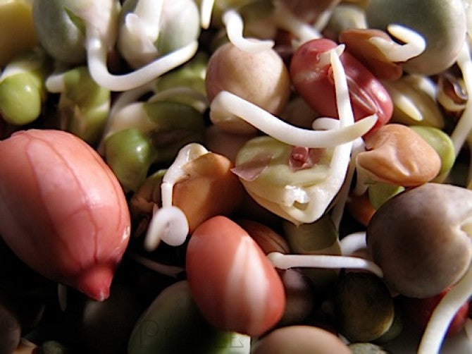 Sprout Snack – Sproutpeople