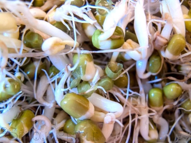 Egg Foo Yung – Sproutpeople