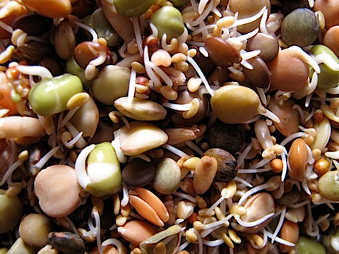 Seeds – Sproutpeople