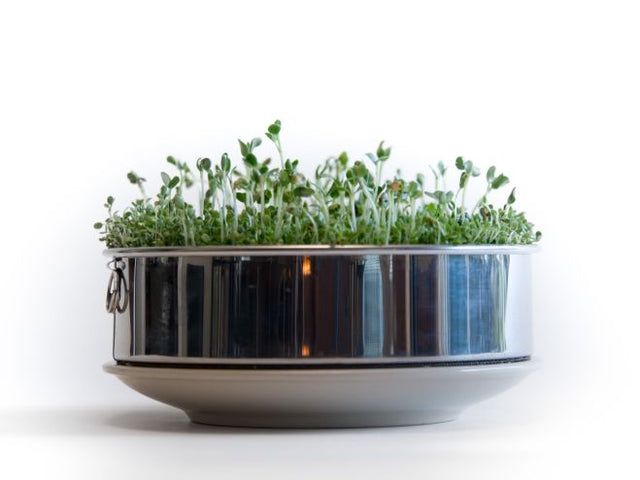 small Stainless Steel Sprouter – Sproutpeople