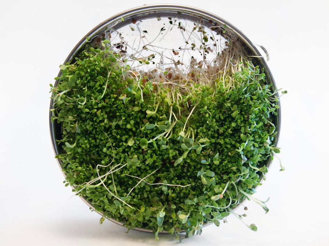 Sprouting Supplies – Sproutpeople