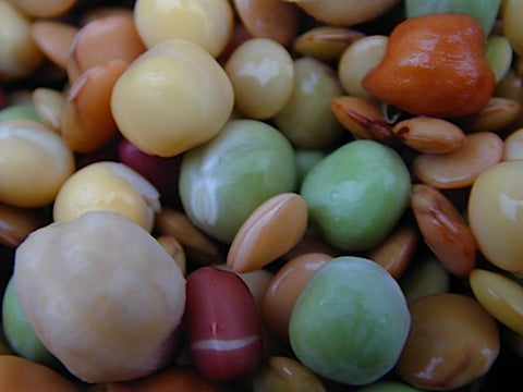 Bean Sprouts – Sproutpeople