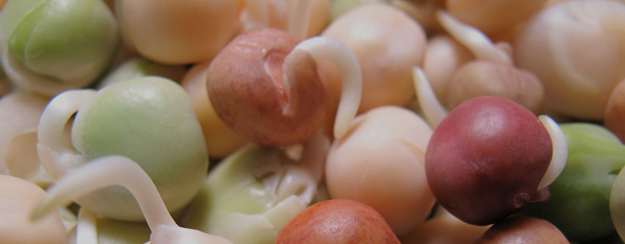 The Grooviest Sprouting Seeds on Our Planet! – Sproutpeople