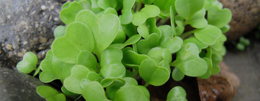 The Grooviest Sprouting Seeds on Our Planet! – Sproutpeople