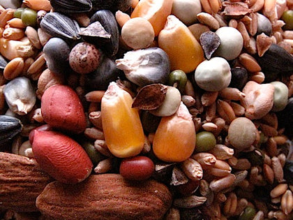 Seeds – Sproutpeople