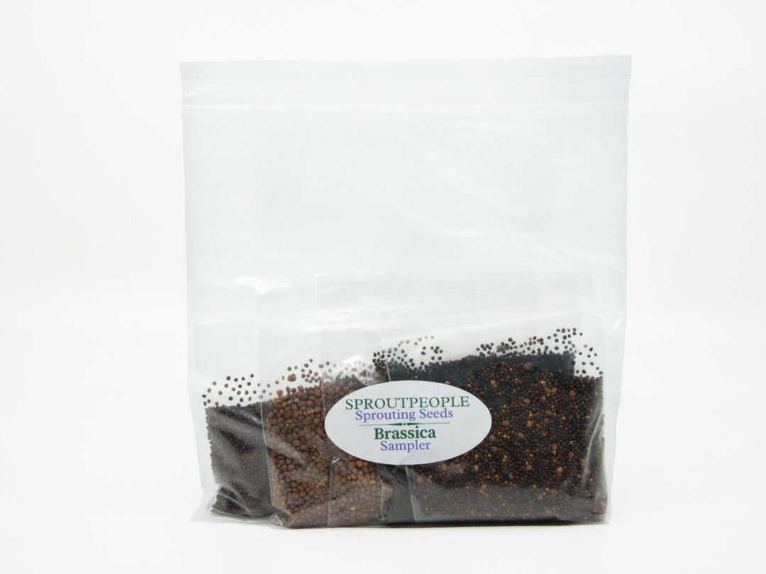 Brassica Sprouts Sprout Kit – Sproutpeople