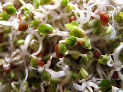 Seeds – Sproutpeople