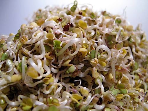 Cabbage Sprouts - Green Cabbage – Sproutpeople