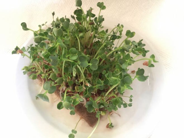 Hemp Felt Growing Medium - Bulk – Sproutpeople