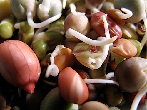 San Francisco Sprout Mix – Sproutpeople