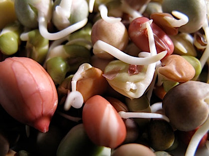Bean Sprouts – Sproutpeople