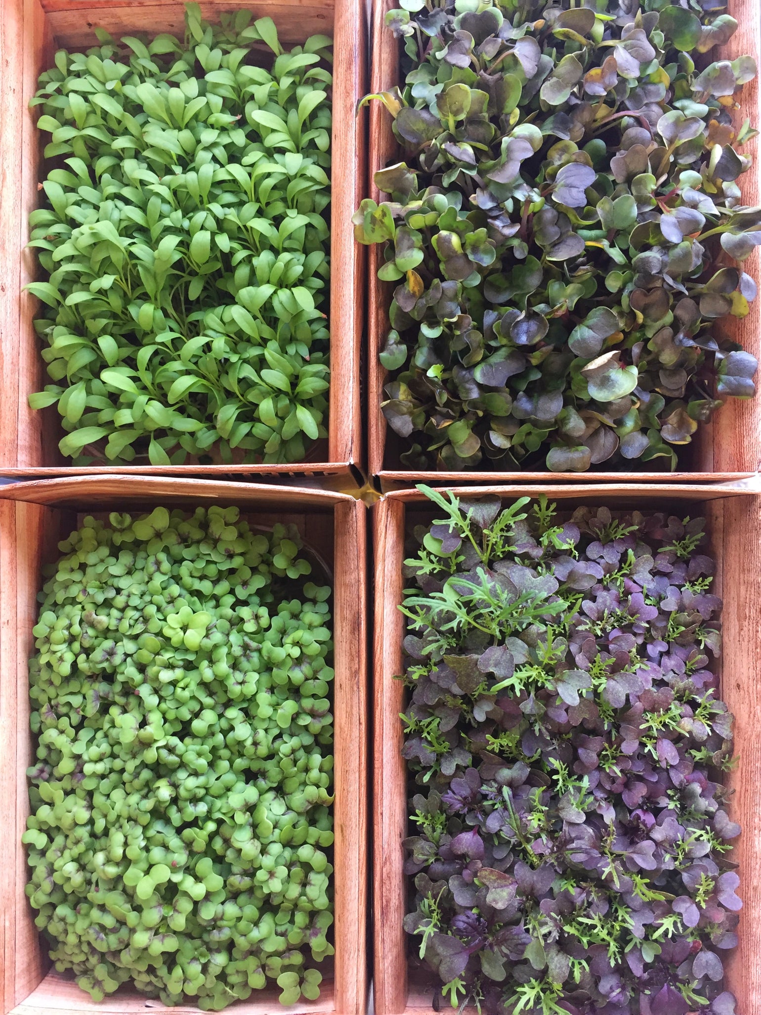 Growing Sprouts – Sproutpeople