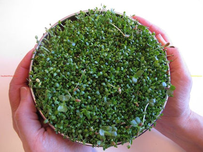 Sprouting Supplies – Sproutpeople